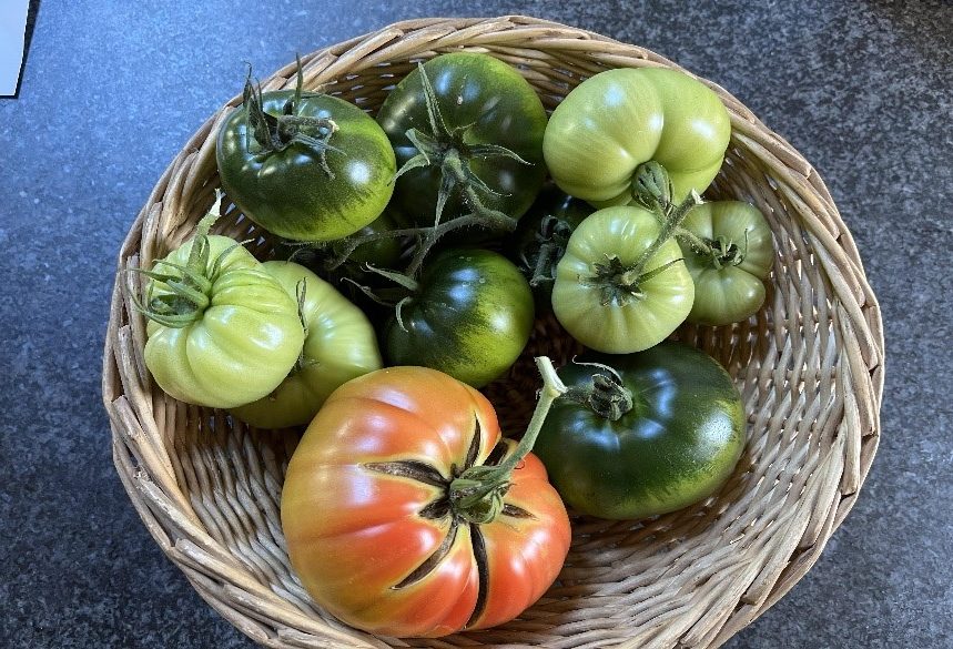 Living Threads Newsletter – November 2022 – The Living Threads Group